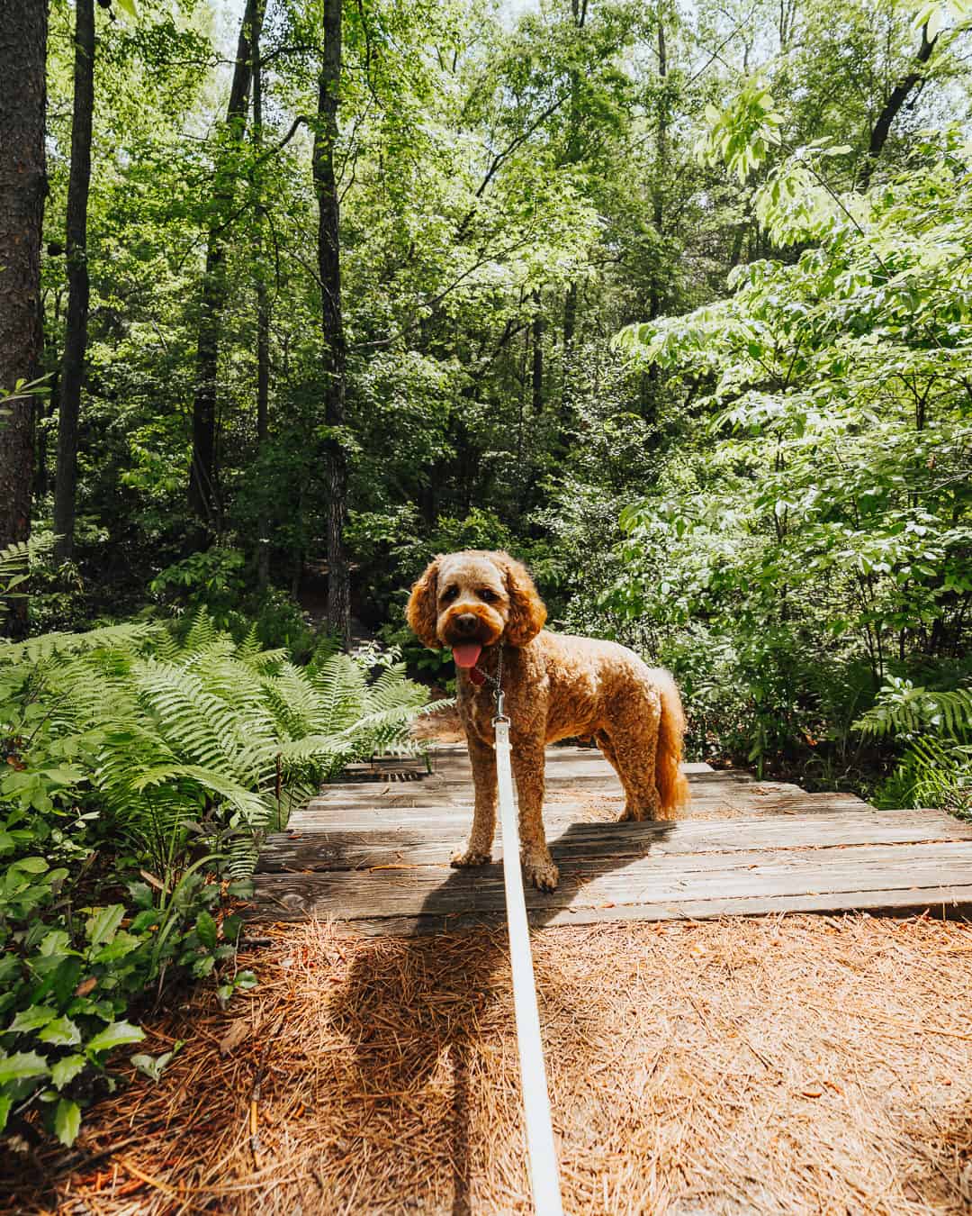 Southern Pines NC: 16 Fun Things To Do Outside