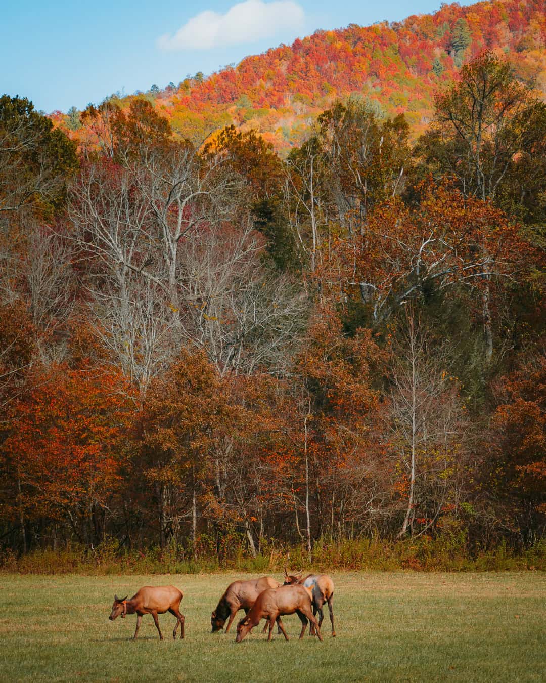 A Complete Guide to the Best Things to Do in Bryson City, NC